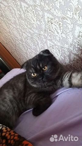 Кот для связки