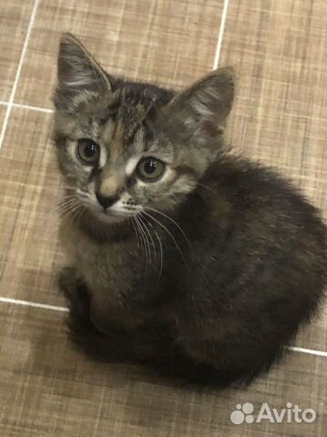 Котенок девочка