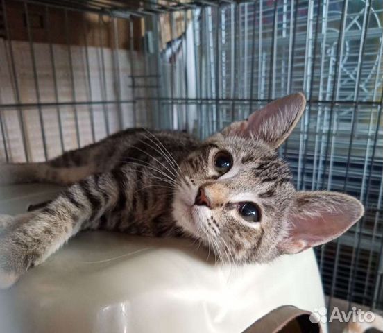 Котята, котёнок девочка 2 5 мес в добрые руки