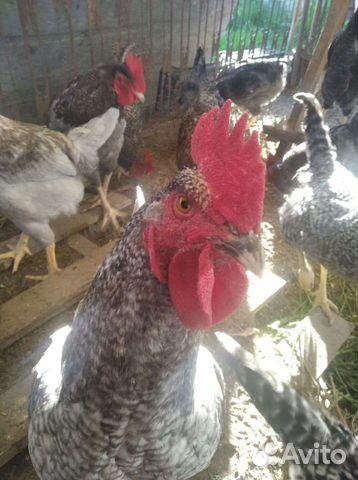 Петухи Доминант