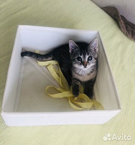 Котенок в добрые руки 1,5 месяца