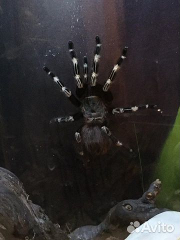 Паук птицеед