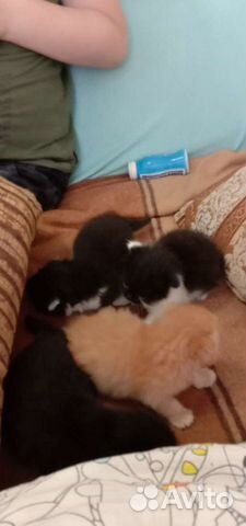 Котята вислоухие в дар