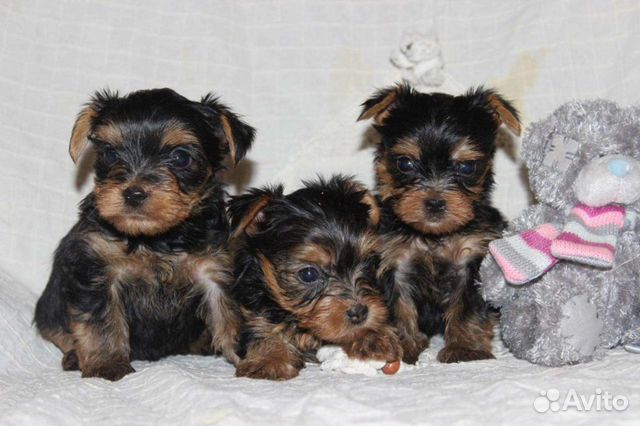 Йоркширский терьер