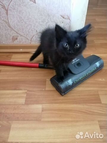 Котята в добрые руки бесплатно