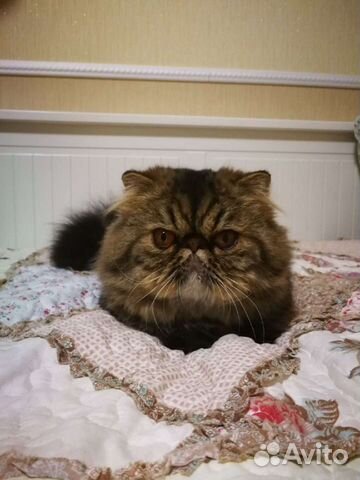 Персидский кот