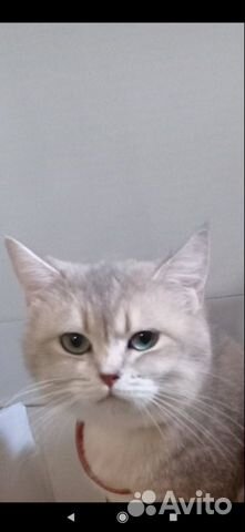 Невероятная красавица лучшему из людей