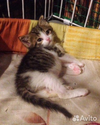 Котенок 1,5 мес