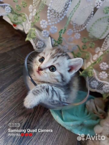 Игривые котята