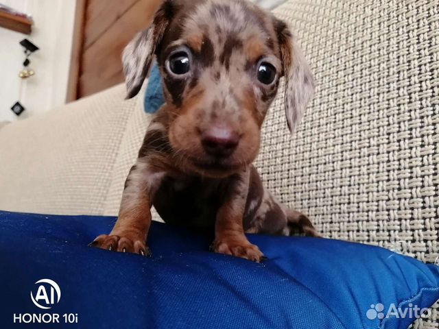 Карликовая такса