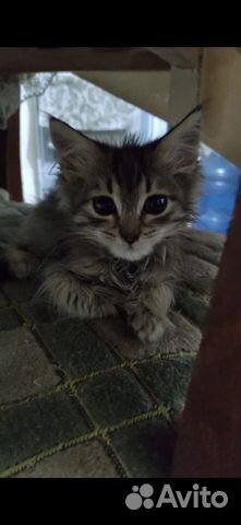 Малышка котёнок