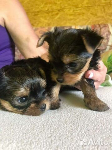 Йоркширский терьер мини беби фейс