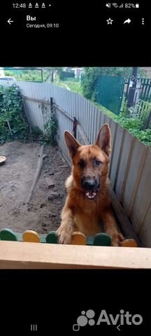 Собаки бесплатно в добрые руки