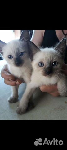 Тайские котята
