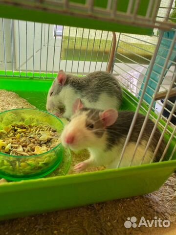 Крыска ручная