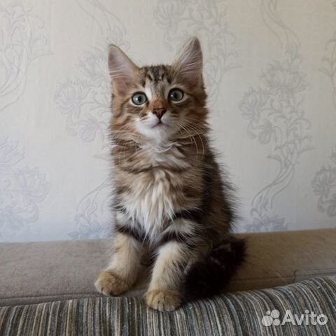 Малыш Тимоша в добрые руки