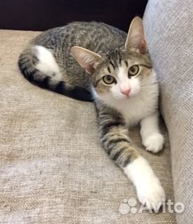 Удивительный котенок плюшевым счастьем в Ваш дом