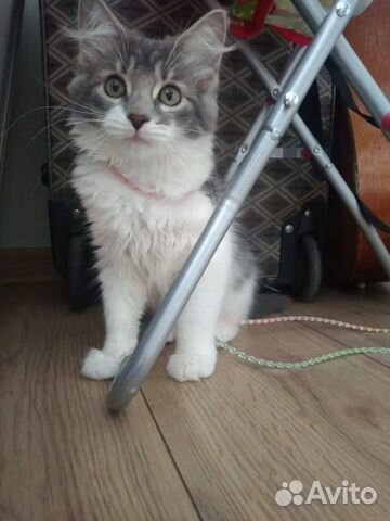 Кошка Варя