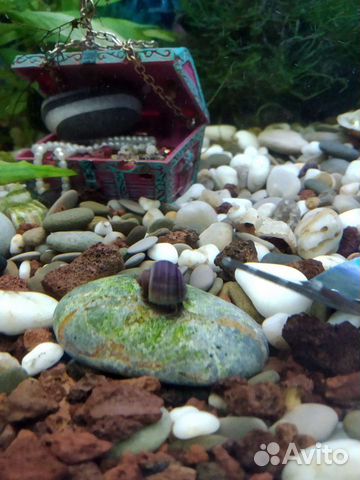 Улитки ампулярии