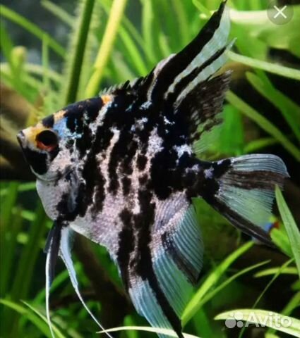 Скалярия рыбки