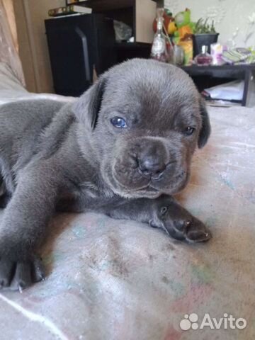 Щенки кане Корсо