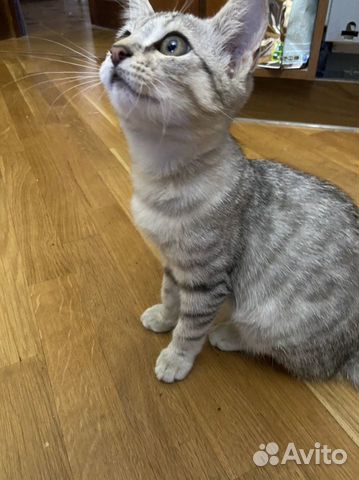 Котенок смесь бенгала