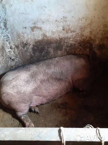 Свиноматка