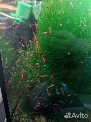 Креветки Черри, яванский мох