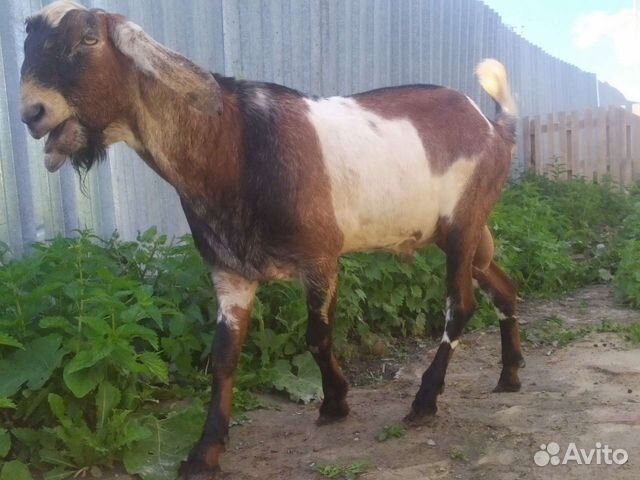 Англо-нубийский козëл