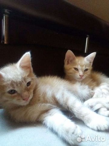 Котята в добрые руки