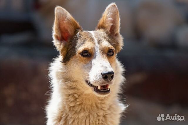 Отдаю собаку маленького размера Трюфеля в дар