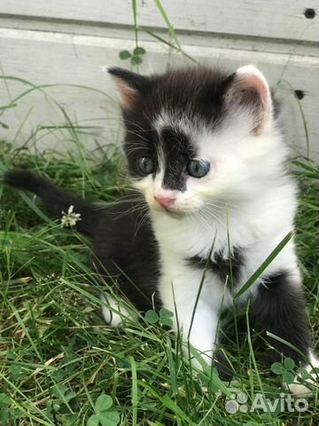 Котенок курносик