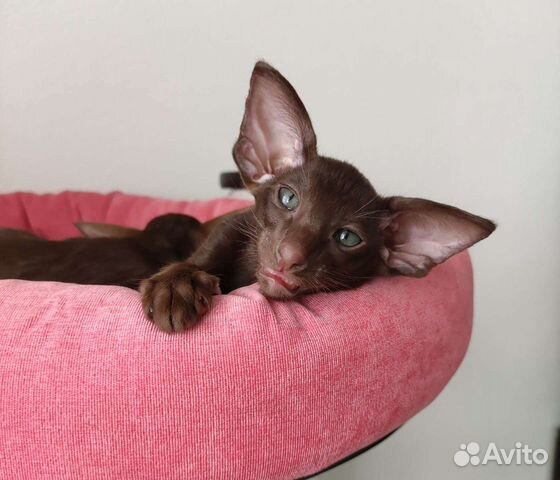 Ориентальная