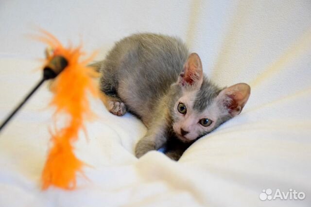 Ваш ручной оборотень