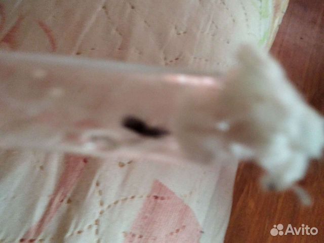 Матки лазиус Нигер. Lasius Niger