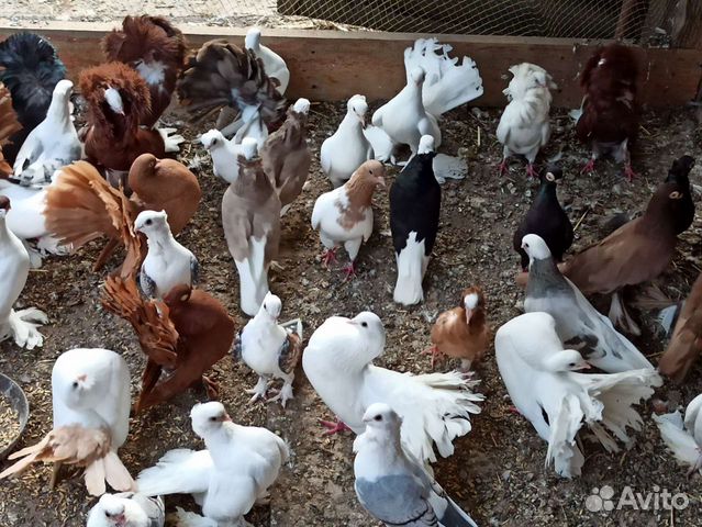 Голуби с. Александровское