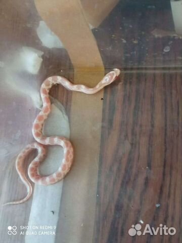 Змея полоз