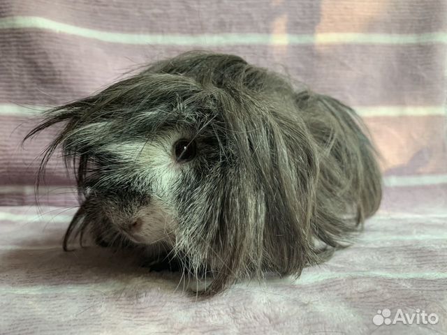 Морская свинка перуанец