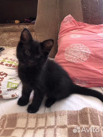 Игривые милашки ищут родителей