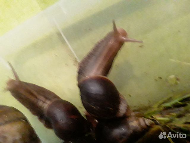 Улитки ахатины африканские