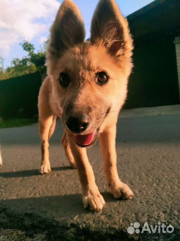 Щенок добрые руки