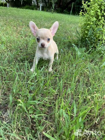 Мальчишка чих