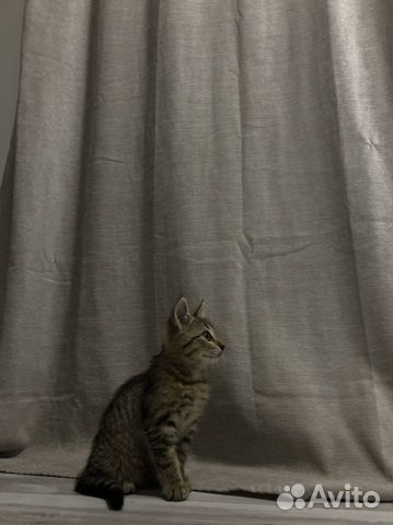 Котенок