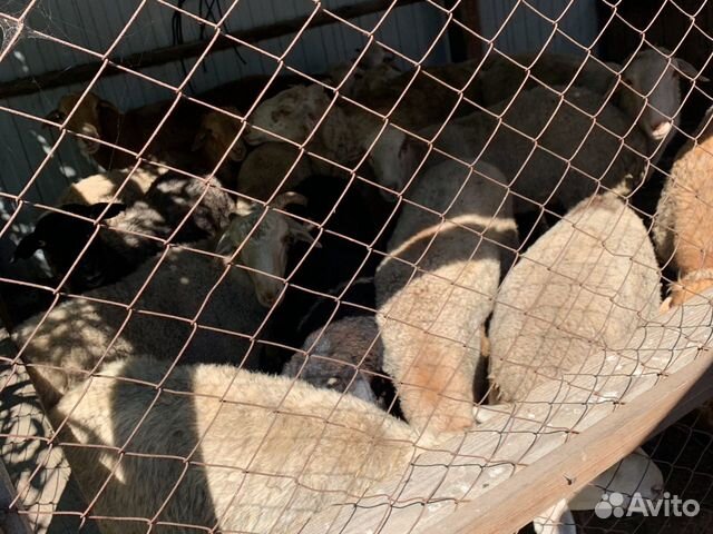 Бараны на айт