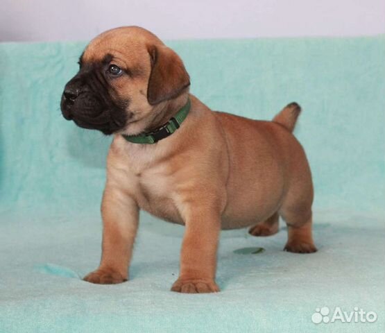 Южноафриканский бурбуль