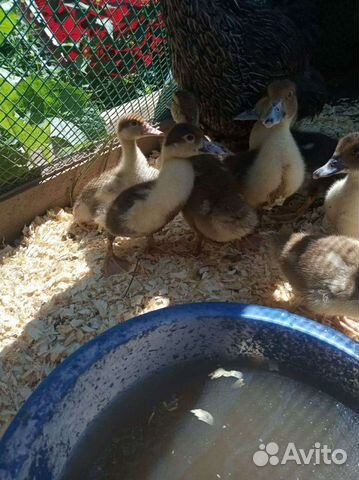 Индоутята месячные