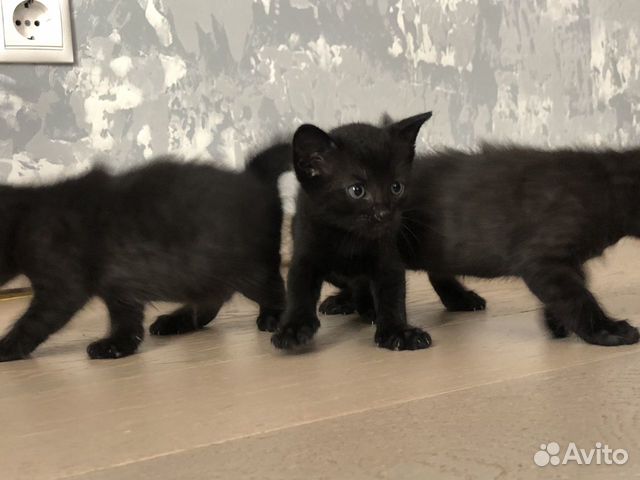 Бронь на котят чаузи F 4