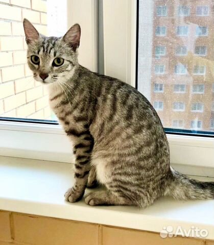 Шанталь ищет дом