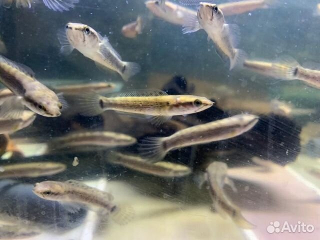 Аквариумная рыба Змееголов Пульхра