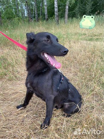 Очаровательный Патрик ищет дом,звоните